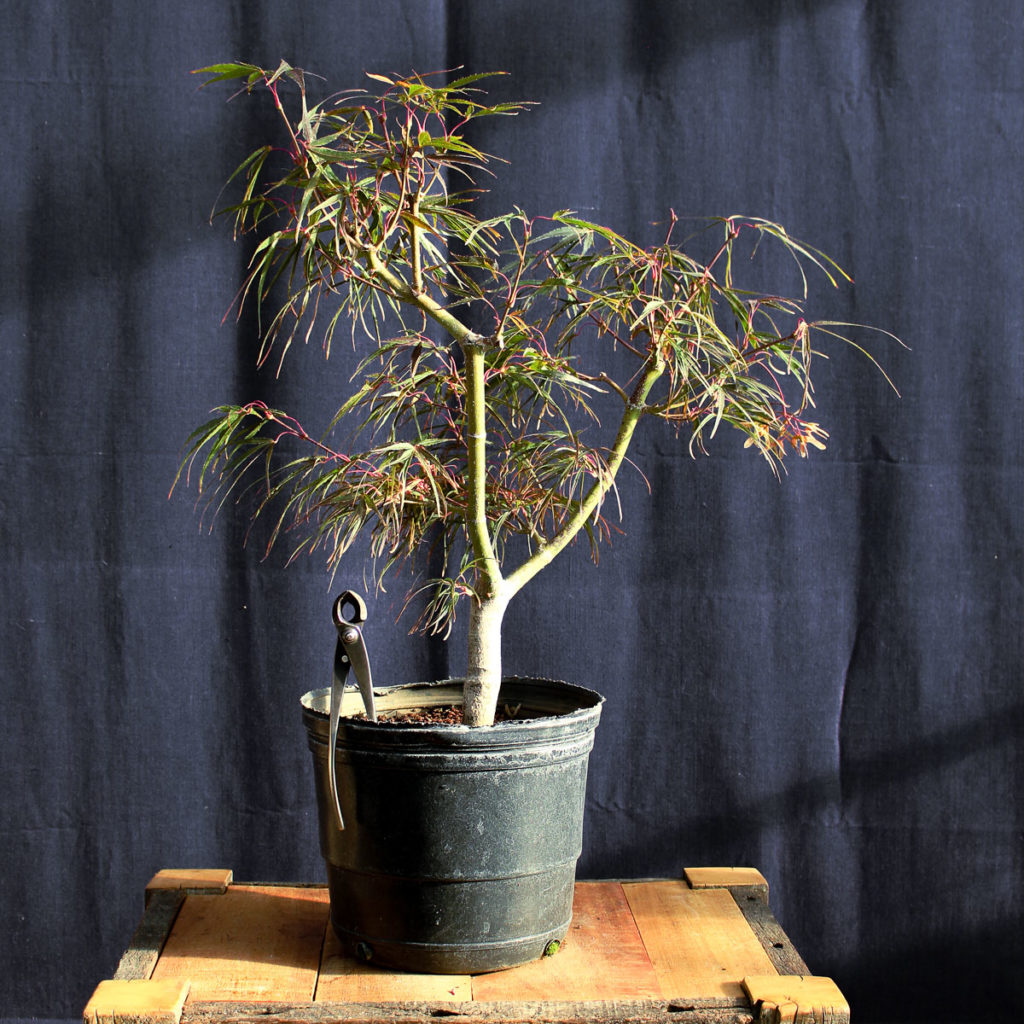 Acer palmatum "Red Pygmy" #6 - Kuyen Bonsai