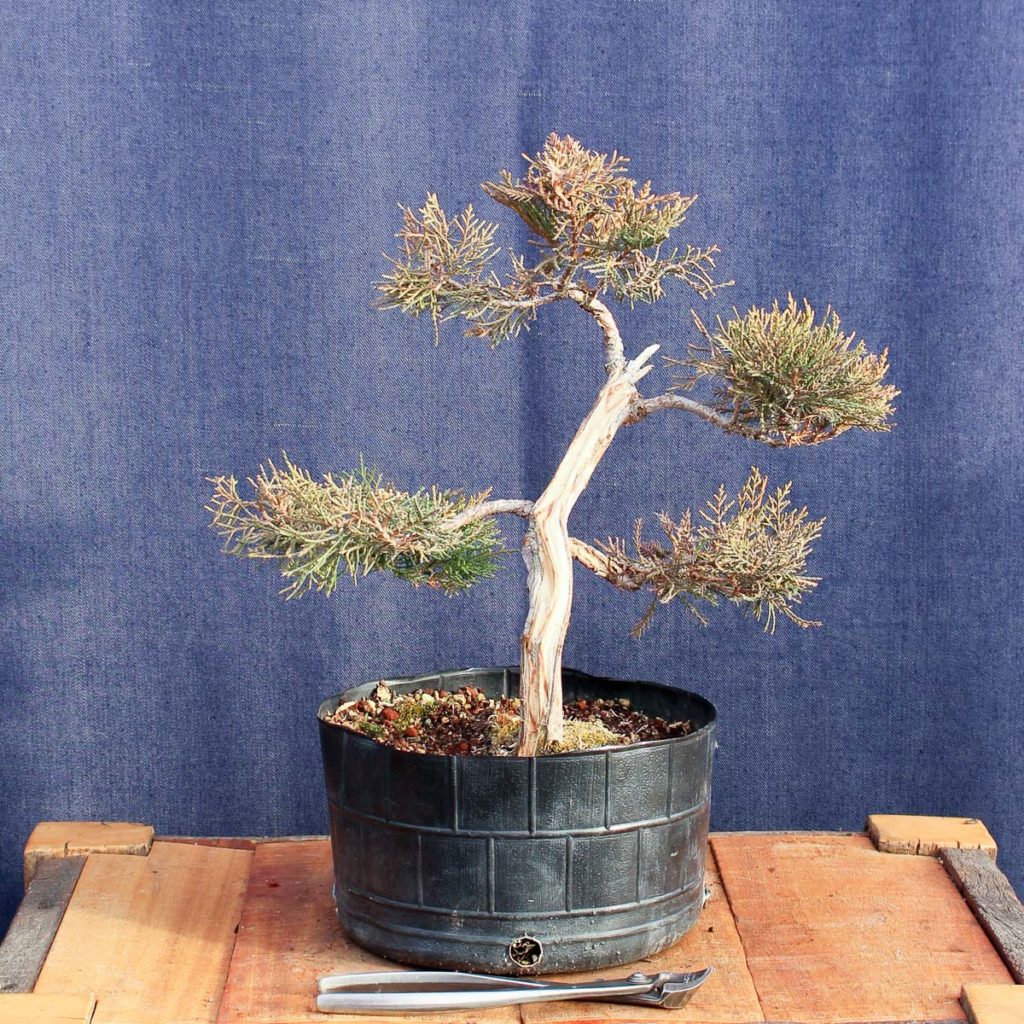 Juniperus pfitzeriana #10 - Kuyen Bonsai